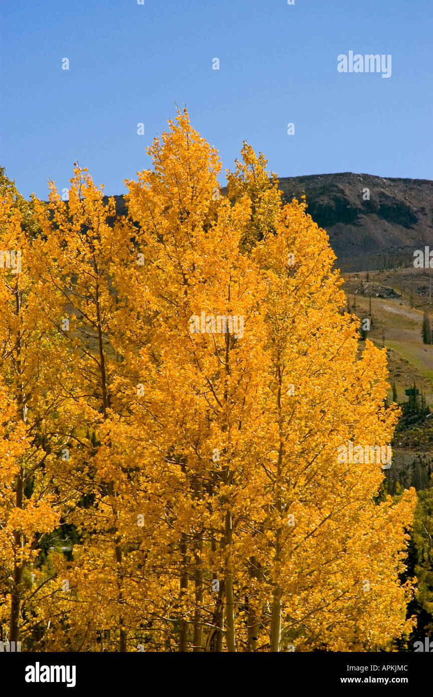Golden Aspen leaves aspen trees in fall white bark autumn fall leaves ...