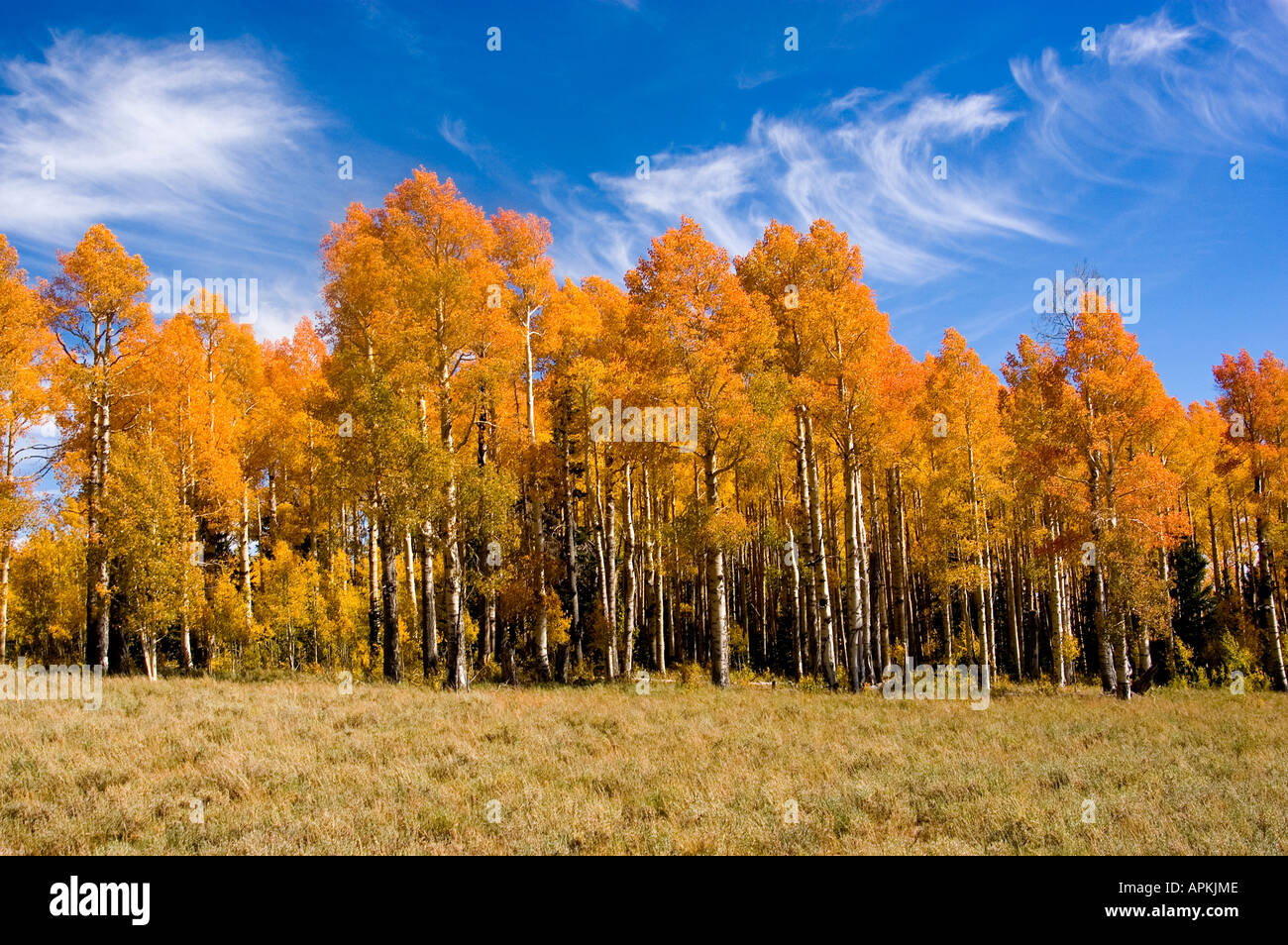 Golden Aspen leaves aspen trees in fall white bark autumn fall leaves ...