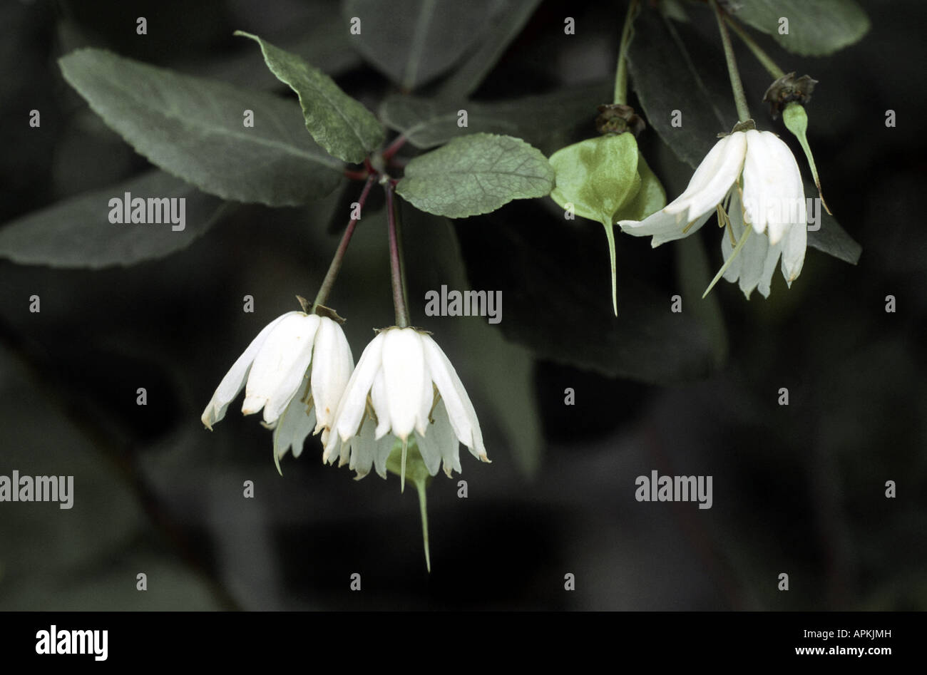 White Lantern Tree, Lily-of-the-Valley Tree (Crinodendron patagua ...