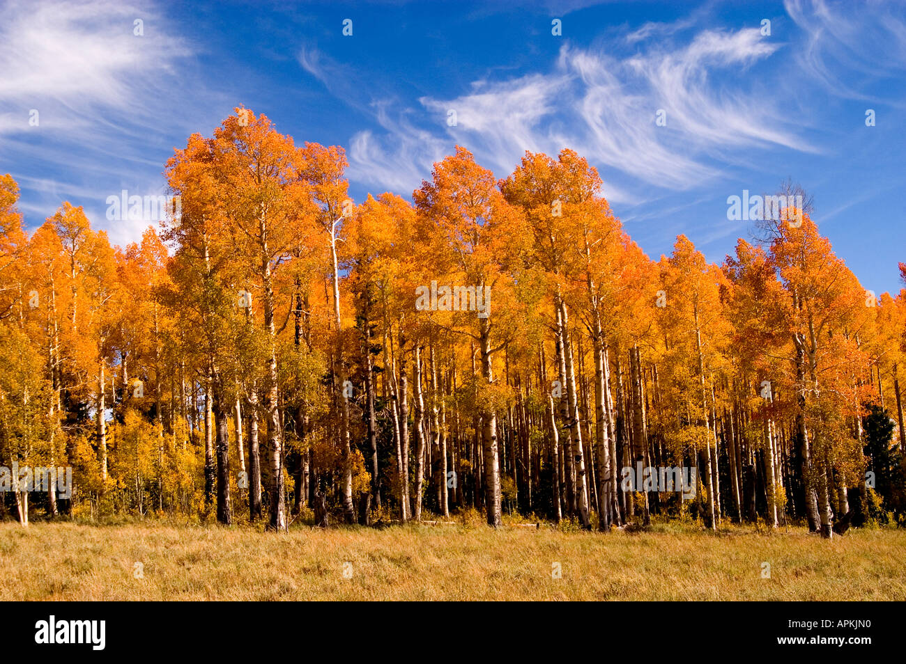 Golden Aspen leaves aspen trees in fall white bark autumn fall leaves ...