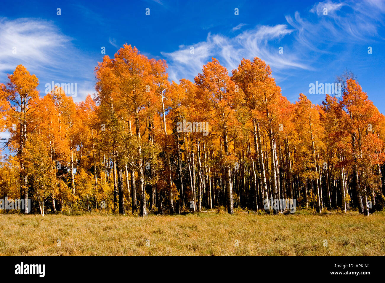 Golden Aspen leaves aspen trees in fall white bark autumn fall leaves ...