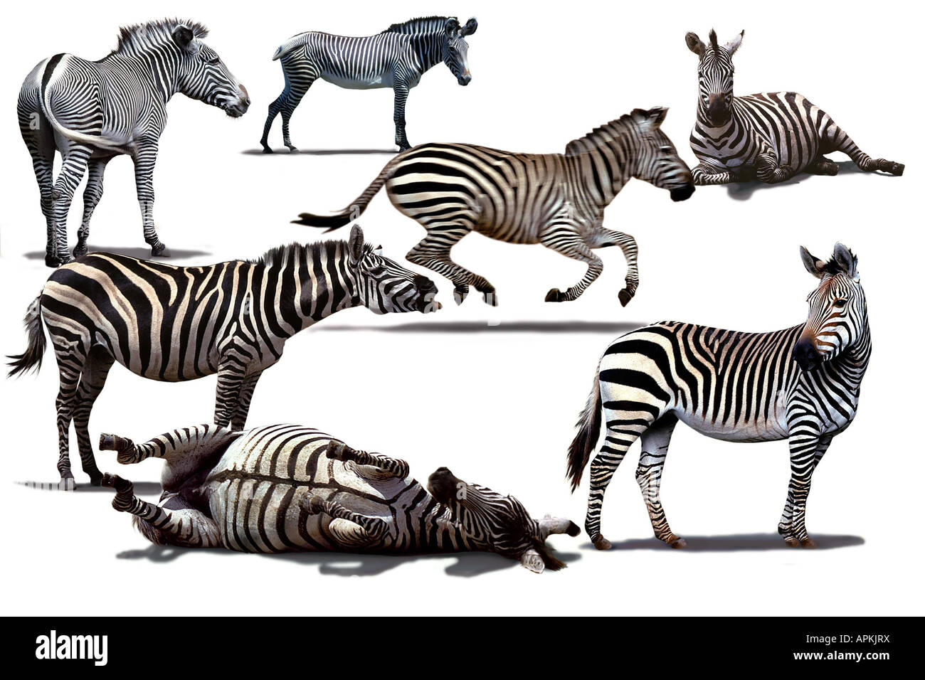 the three species of zebra: Grevy's Zebra (top left), Common Zebra ... the three species of zebra: Grevy's Zebra (top left), Common Zebra ...