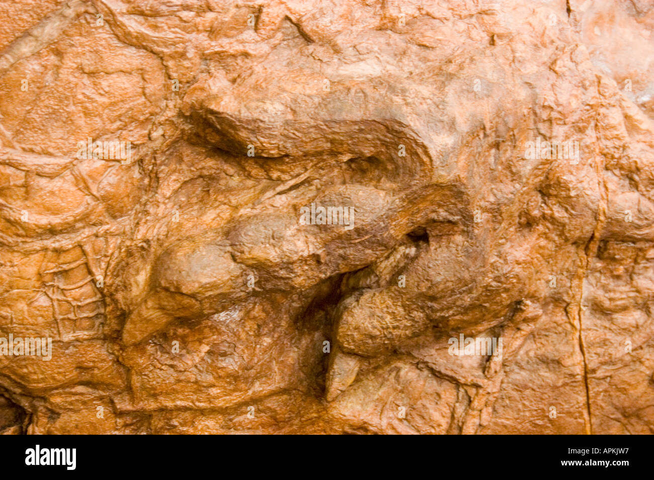 Dinosaur tracks at Dinosaur Discovery site Johnson Farm St George Utah ...