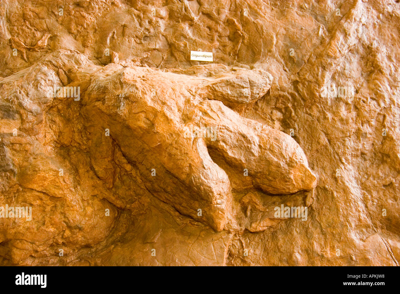 Dinosaur tracks at Dinosaur Discovery site Johnson Farm St George Utah ...
