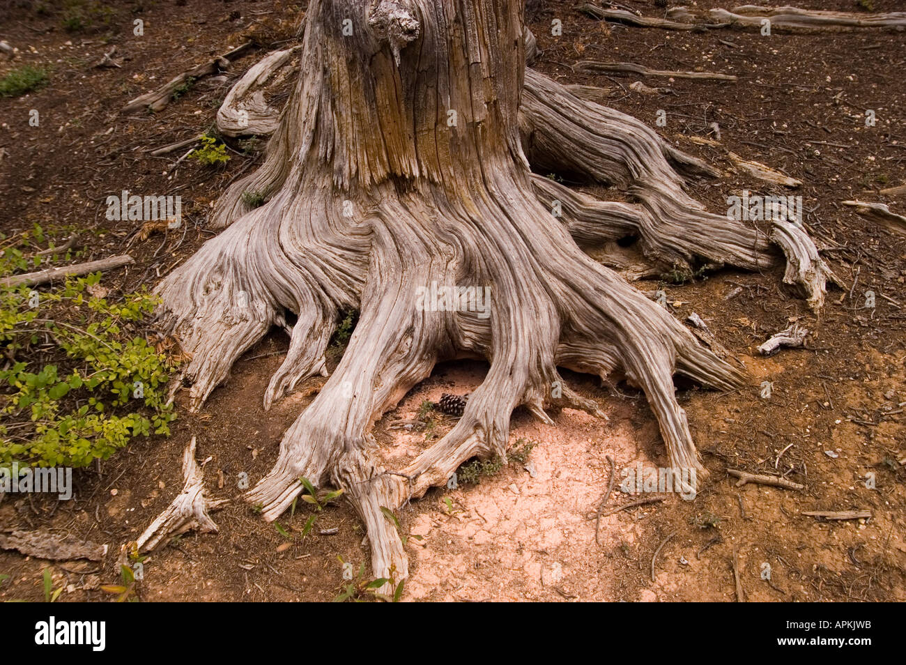 Root of Bristlecone pine tree in Dixie National Forest Utah UT Stock ...