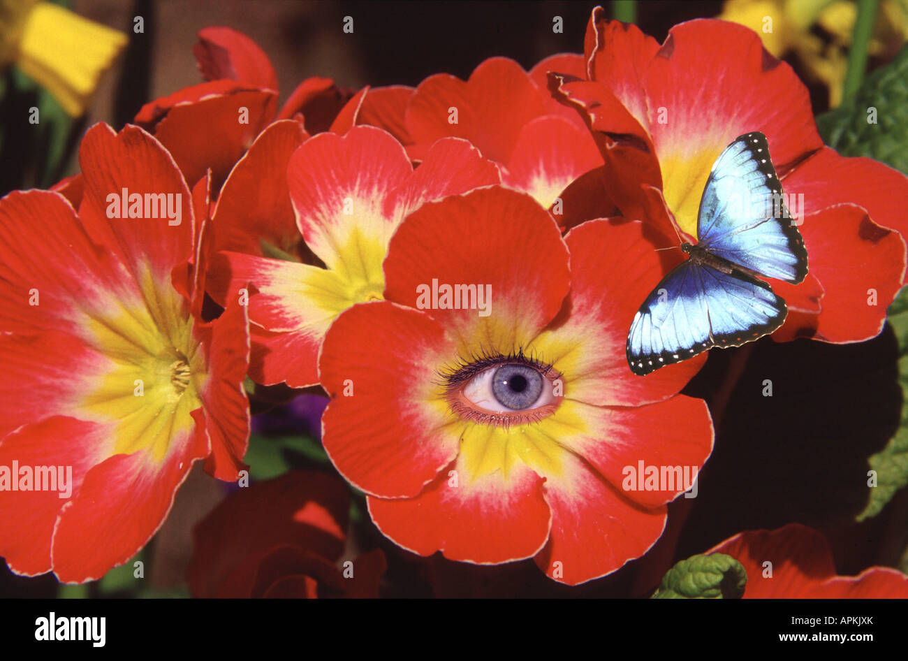 Eye catching insect colours hi-res stock photography and images - Alamy