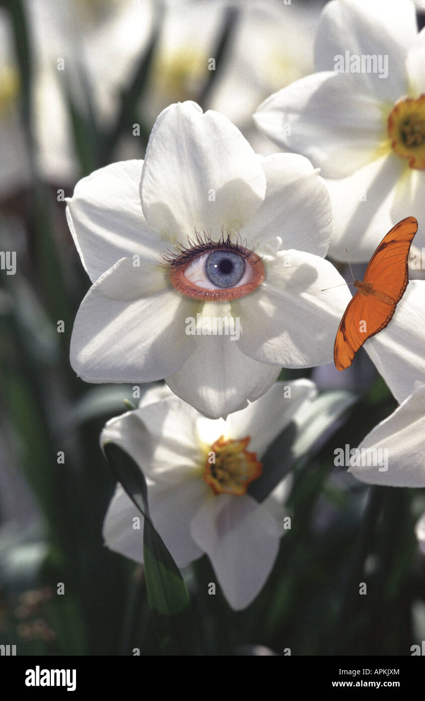 pheasant's-eye daffodil, pheasant's-eye narcissus, poet's narcissus ...