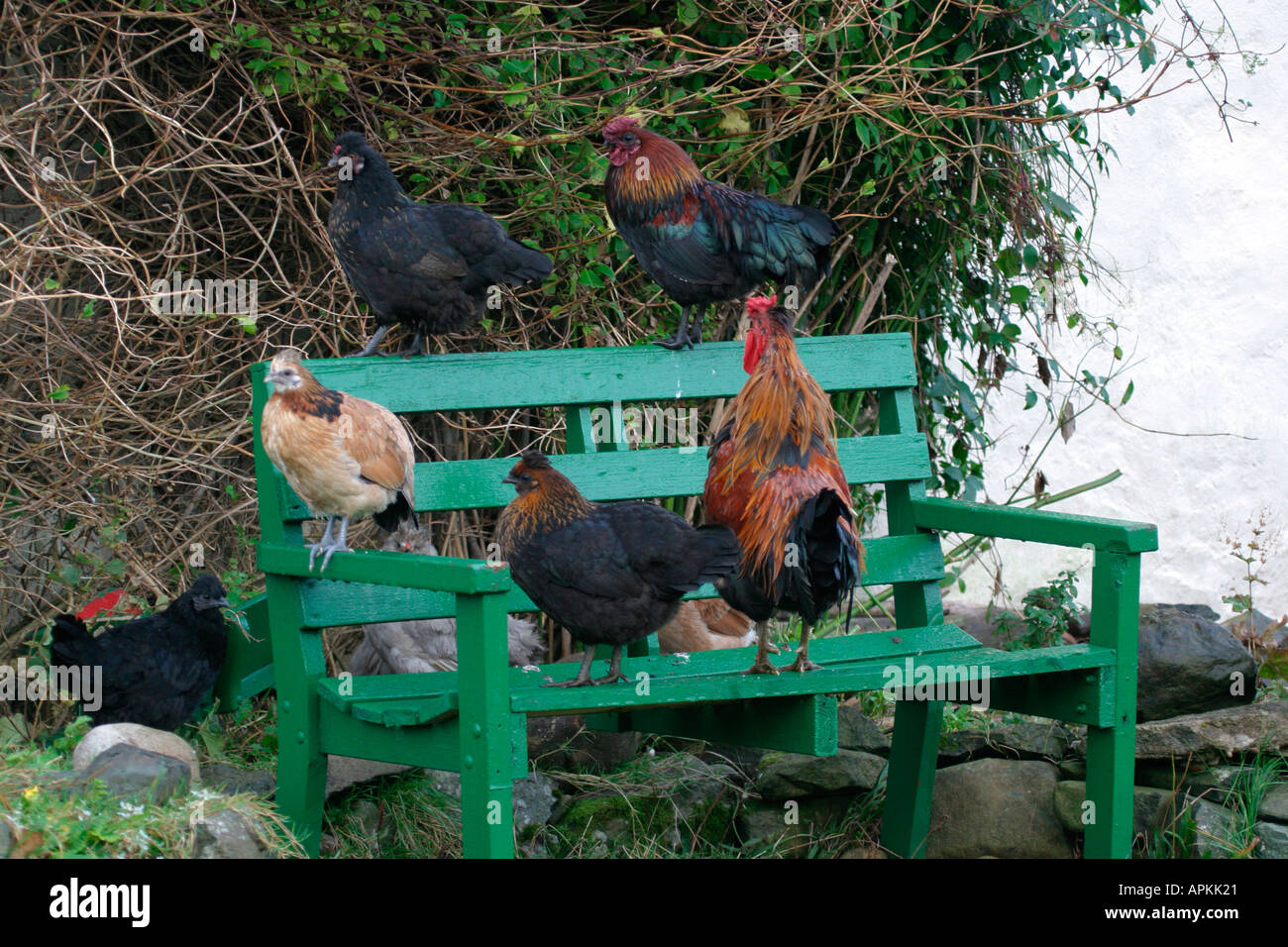Uk farmyard cockeral hi-res stock photography and images - Alamy