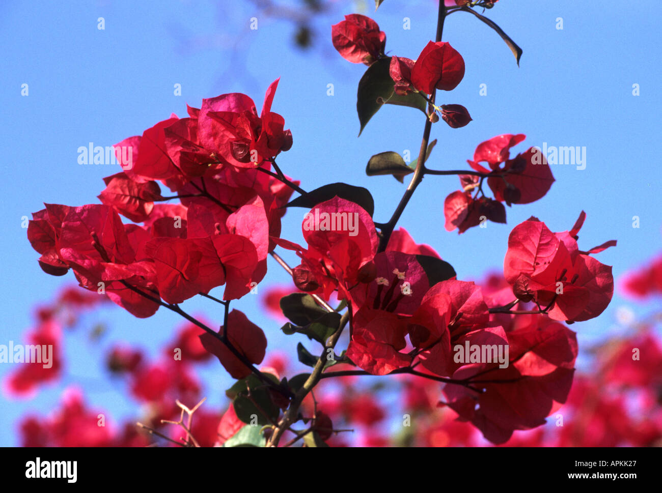 Guatemala national flower hi-res stock photography and images - Alamy