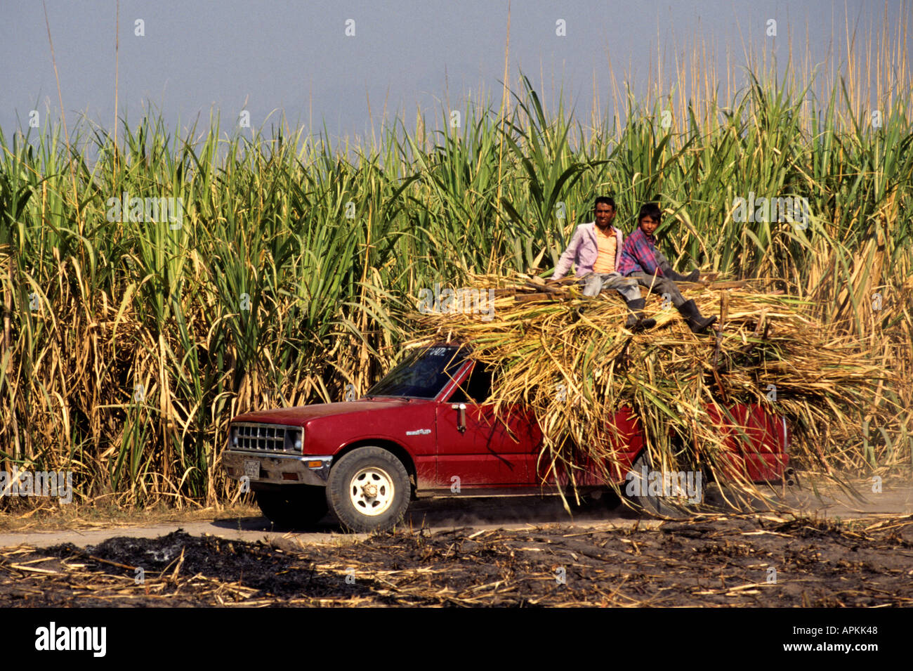 Sugar Cane Transport High Resolution Stock Photography and Images - Alamy