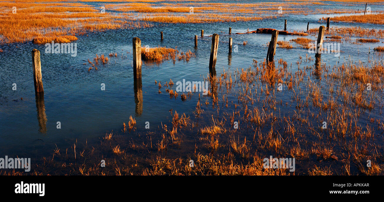Salt marshes with posts Stock Photo - Alamy
