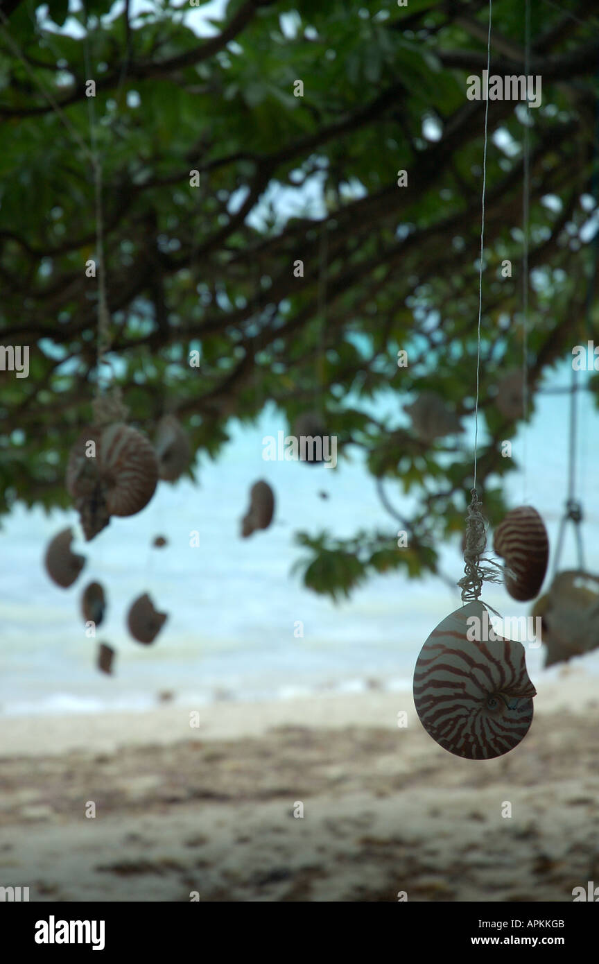 Traditional beach hanging of Nautilus shells Stock Photo - Alamy