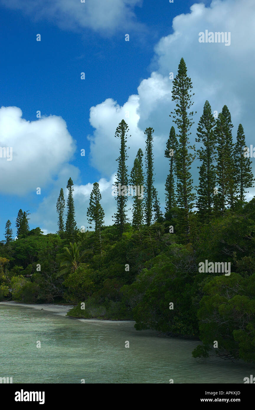 Characteristic and endemic New Caledonian Auracaria Pine forest on ile ...