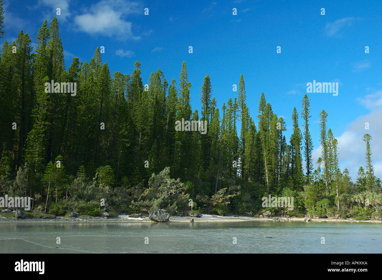 Prehistoric Pine forest endemic to New Caledonia Stock Photo - Alamy