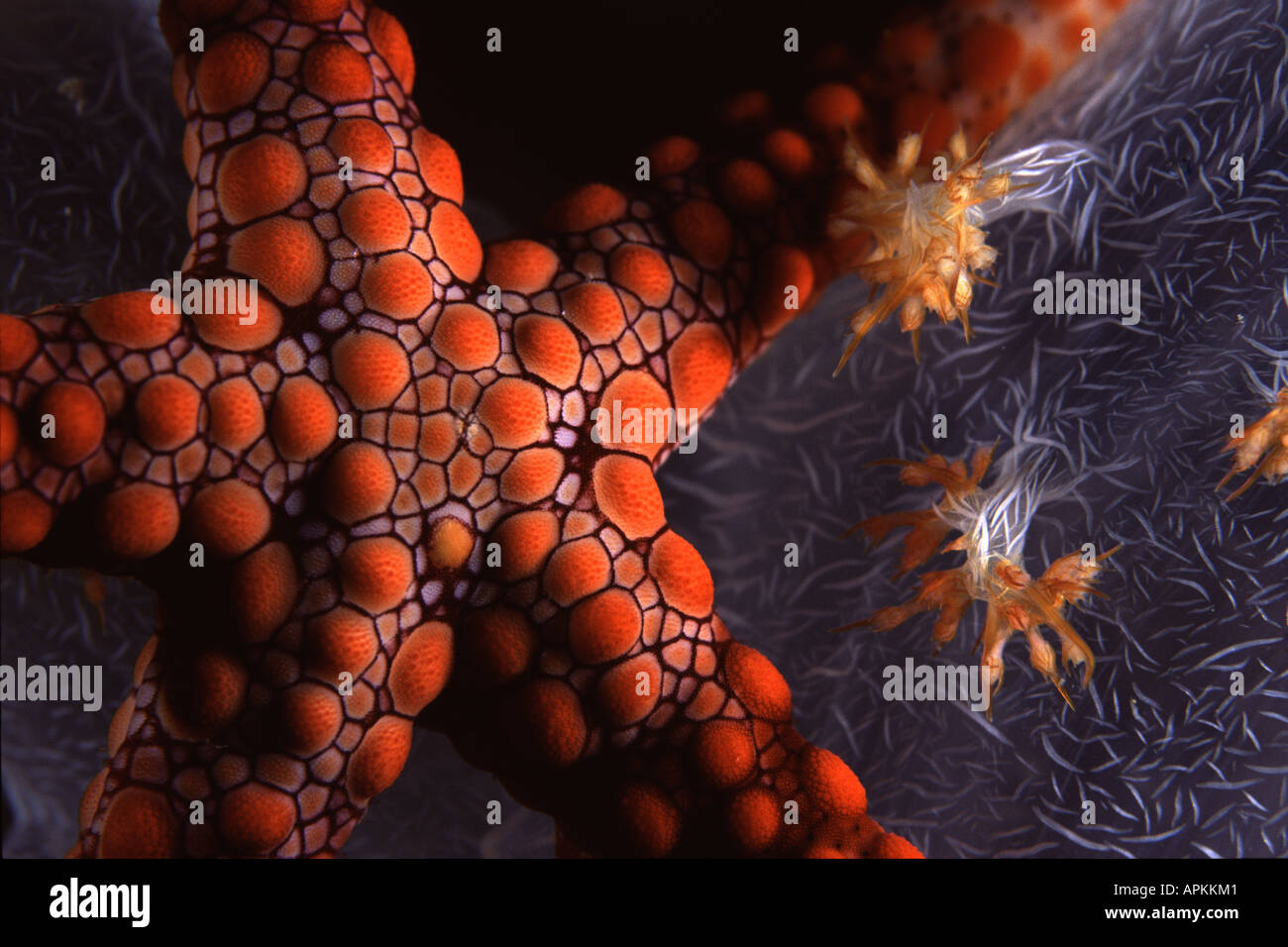 Echinoderm surface hi-res stock photography and images - Alamy