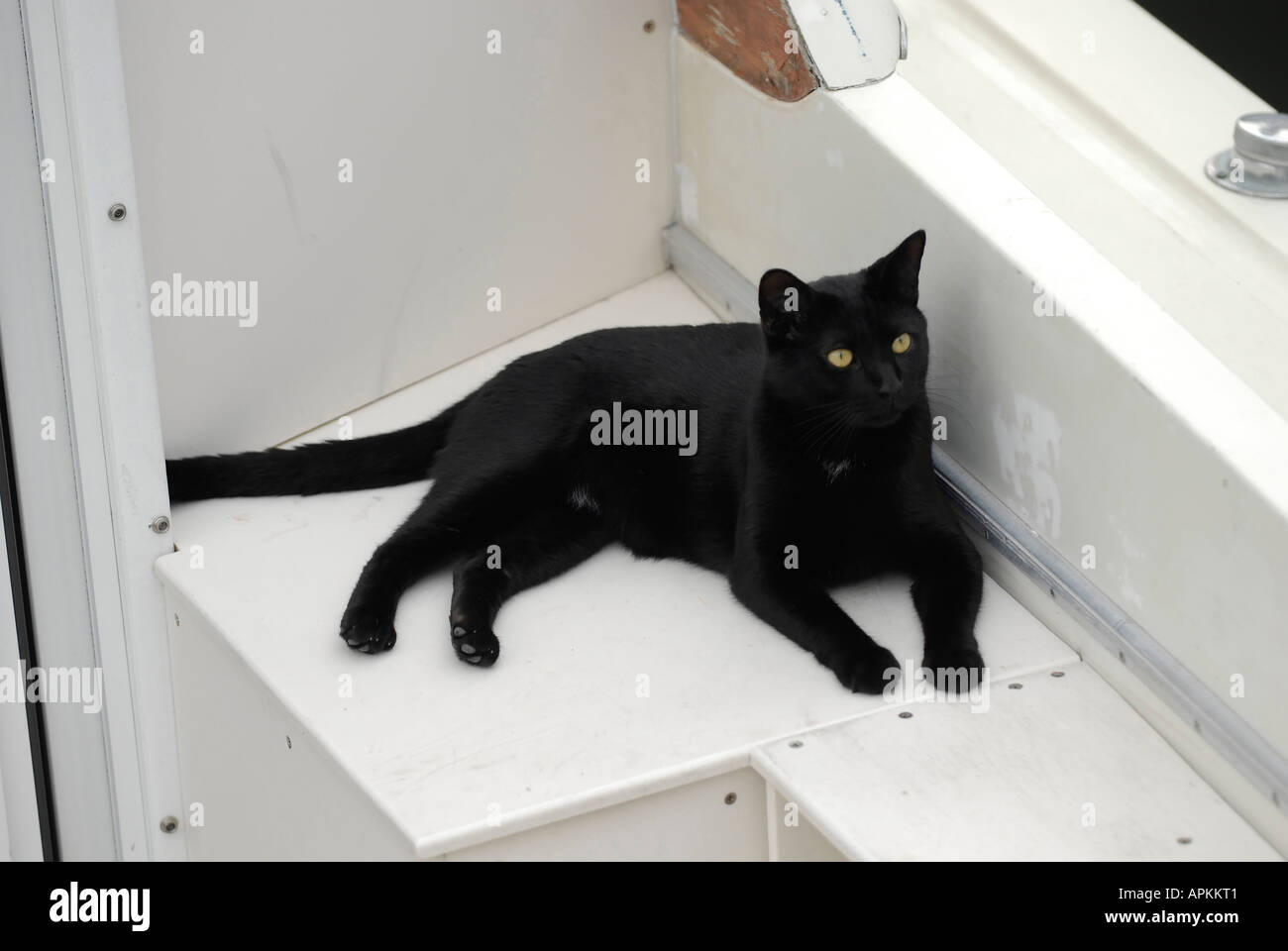 Black Cat symbolizes bad luck Stock Photo - Alamy