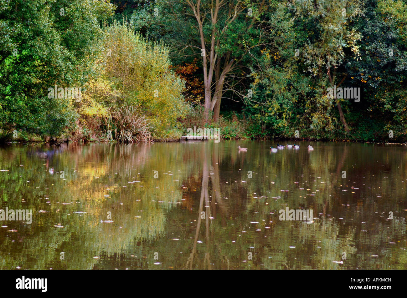 Reflections In A Lake Stock Photo - Alamy