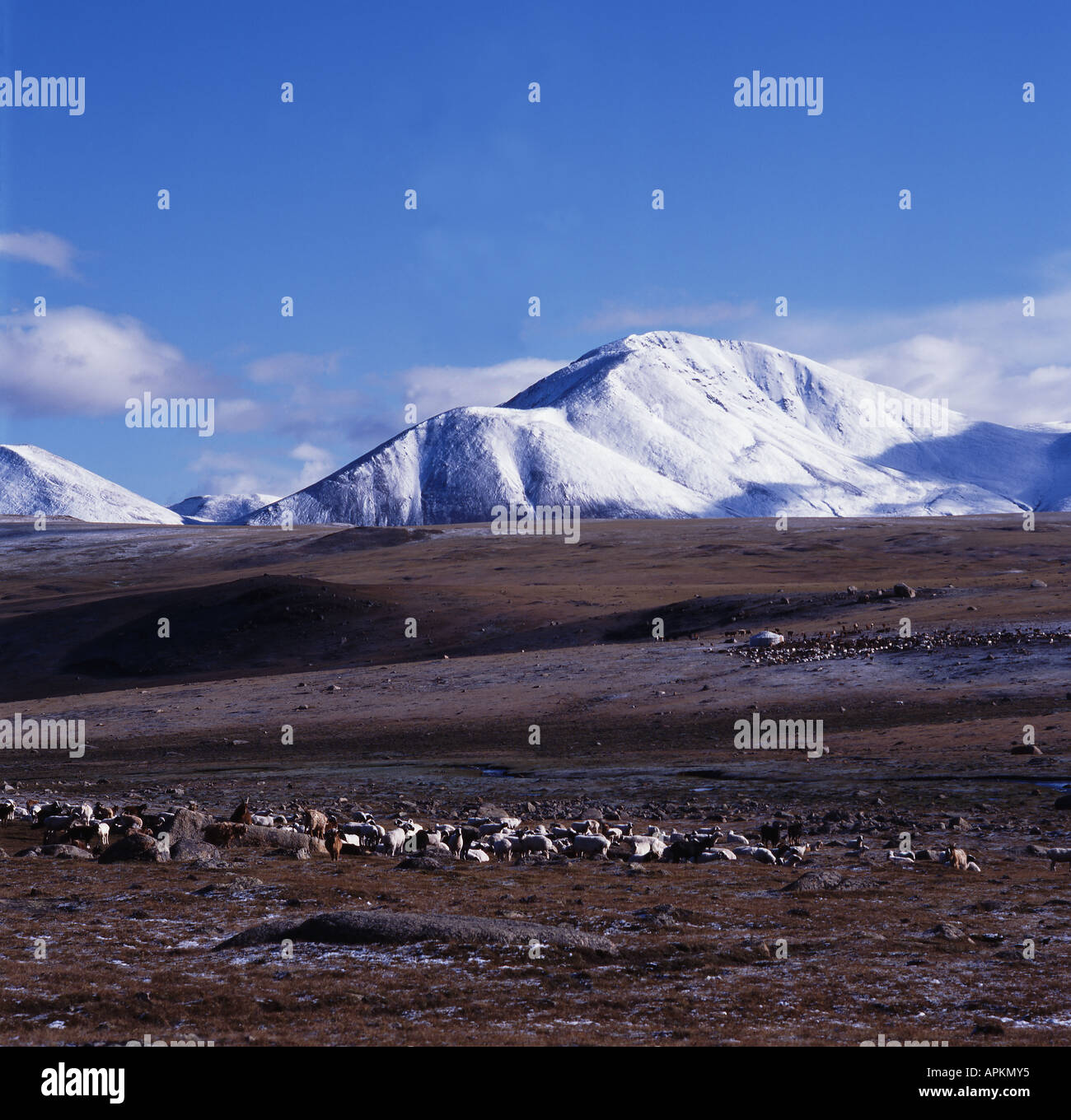 snow landscape mongolia Stock Photo - Alamy