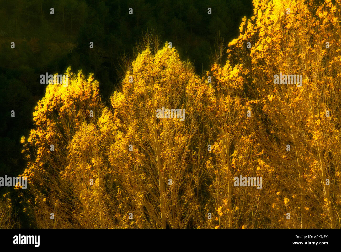 Populus trees forest near Alcalá de la Selva. Gudar - Javalambre ...