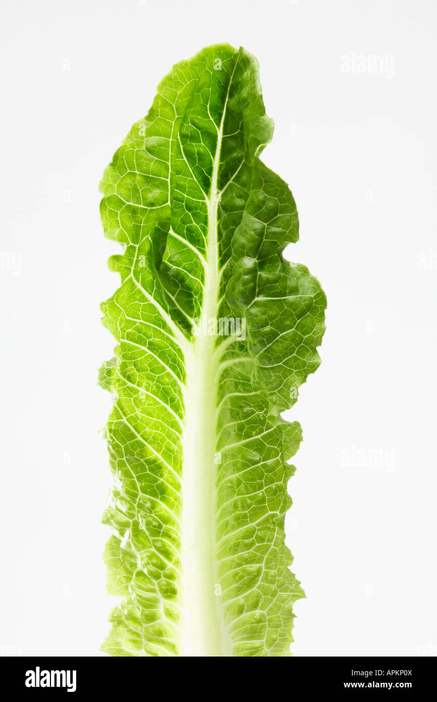 Single Romaine lettuce leaf (close-up Stock Photo - Alamy