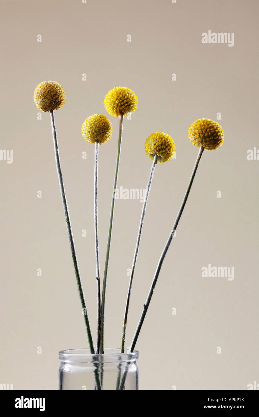 Ball shaped flowers hi-res stock photography and images - Alamy