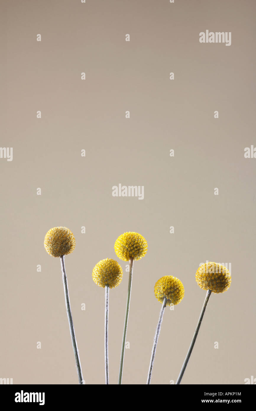 Ball shaped flowers hi-res stock photography and images - Alamy