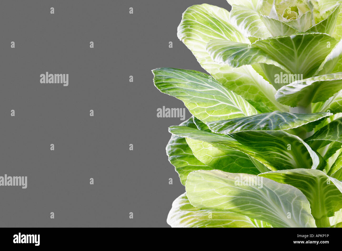 Cabbage leaves (close-up Stock Photo - Alamy
