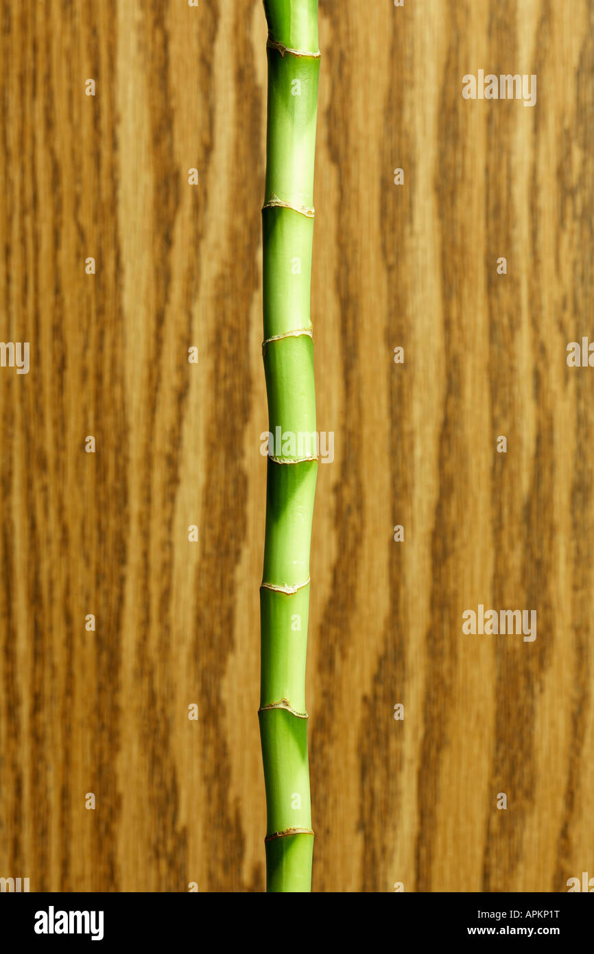 Bamboo stem (close-up Stock Photo - Alamy