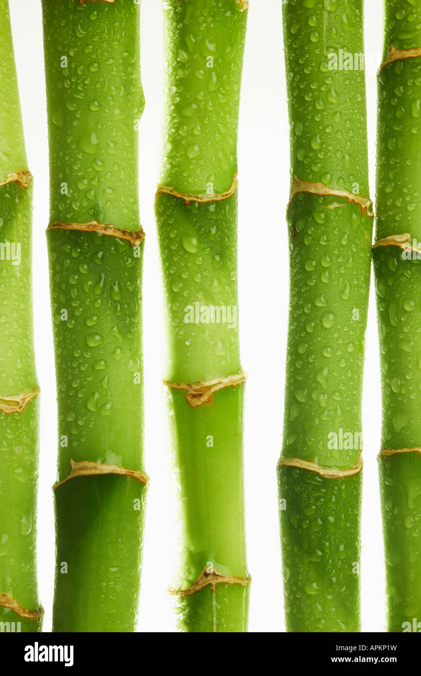 Bamboo stems (close-up Stock Photo - Alamy