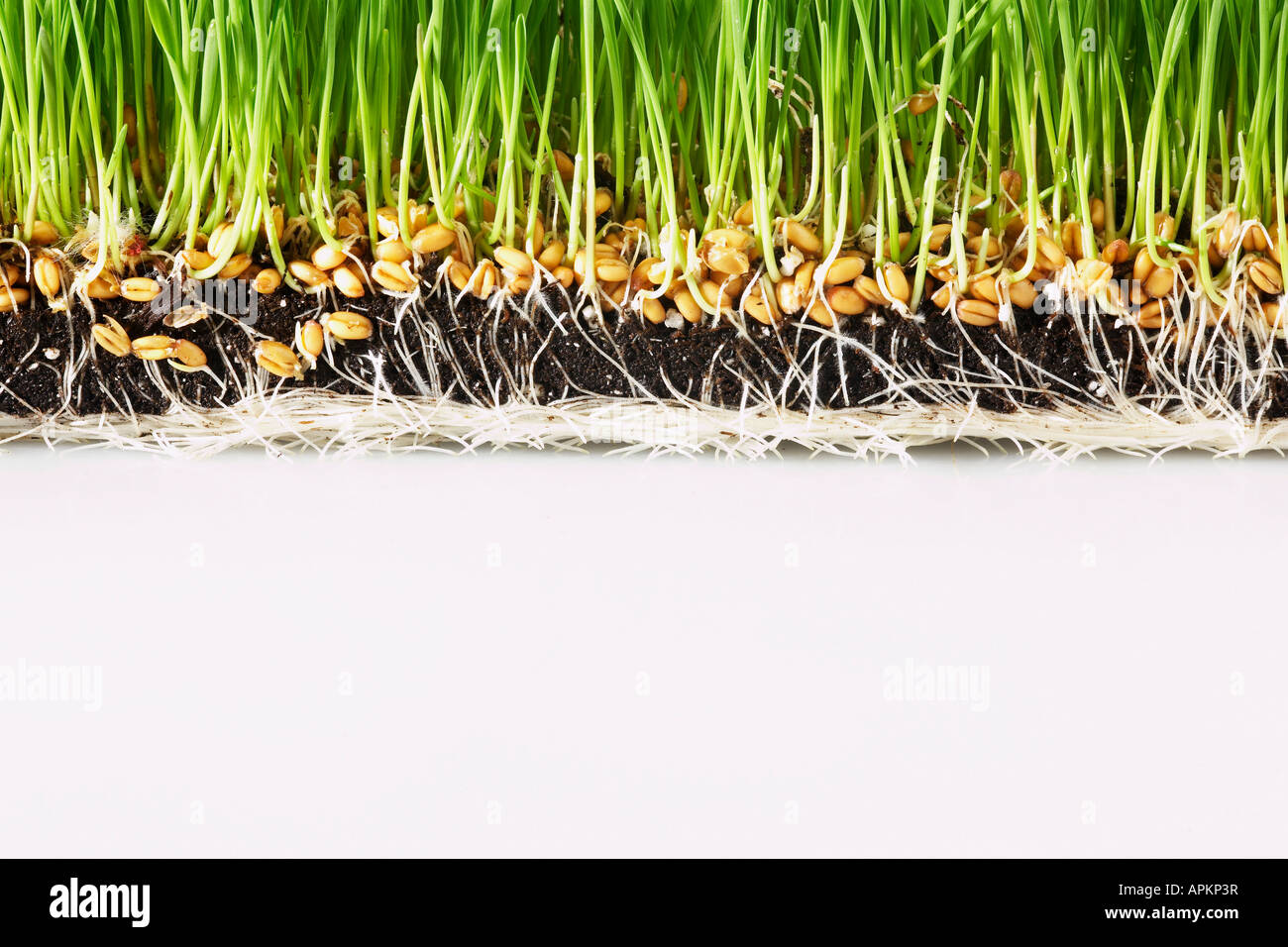 Wheatgrass roots (close-up Stock Photo - Alamy