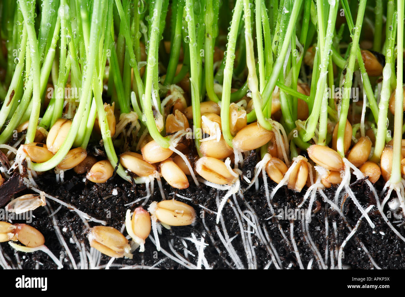 Wheatgrass roots (close-up Stock Photo - Alamy
