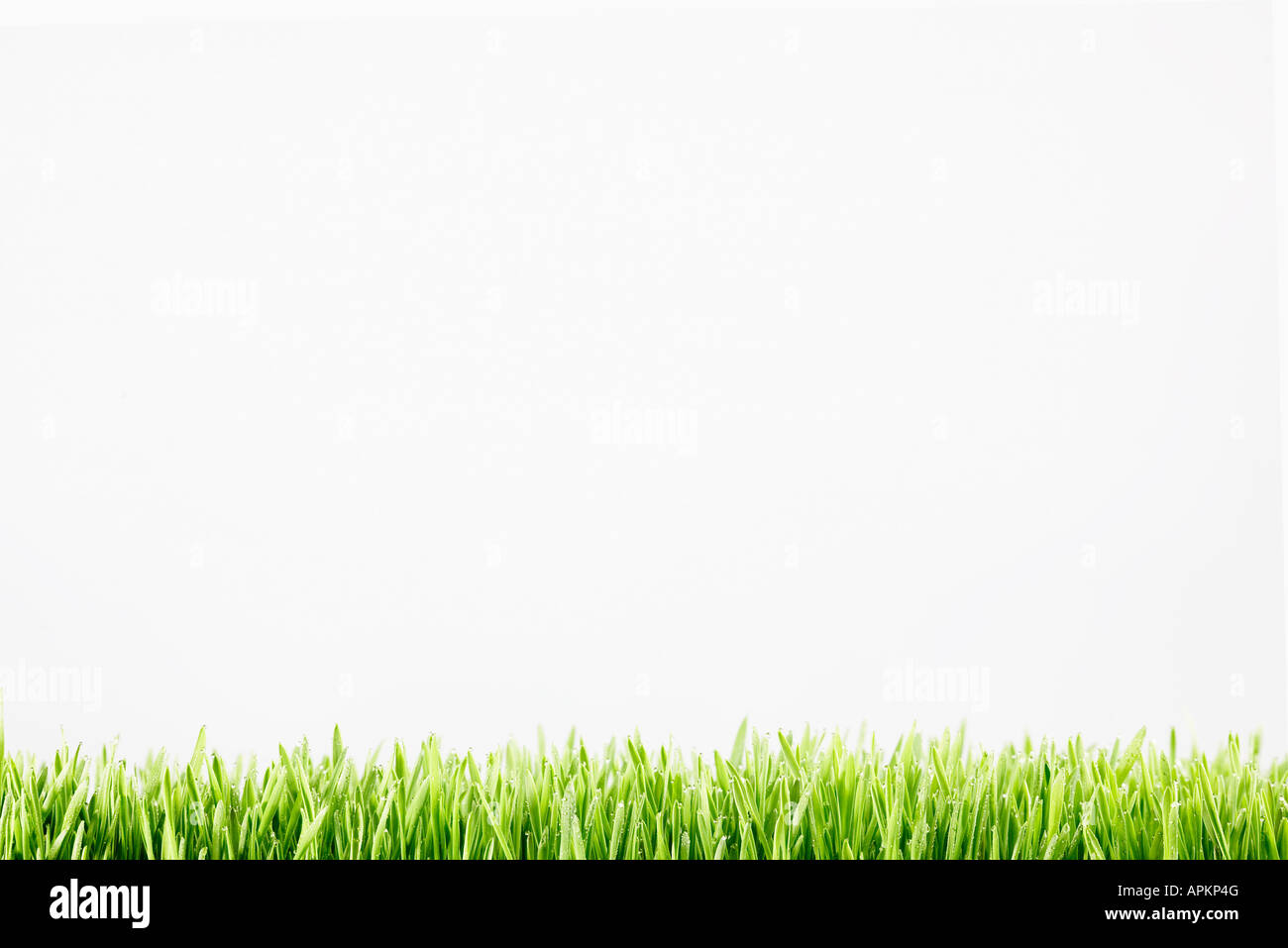 Wheatgrasses hi-res stock photography and images - Alamy