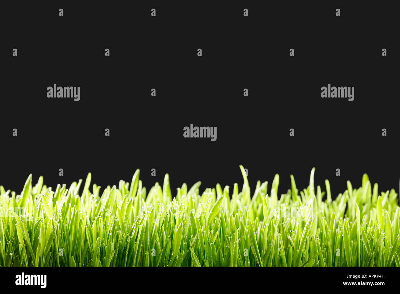 Wheatgrass shots hi-res stock photography and images - Alamy