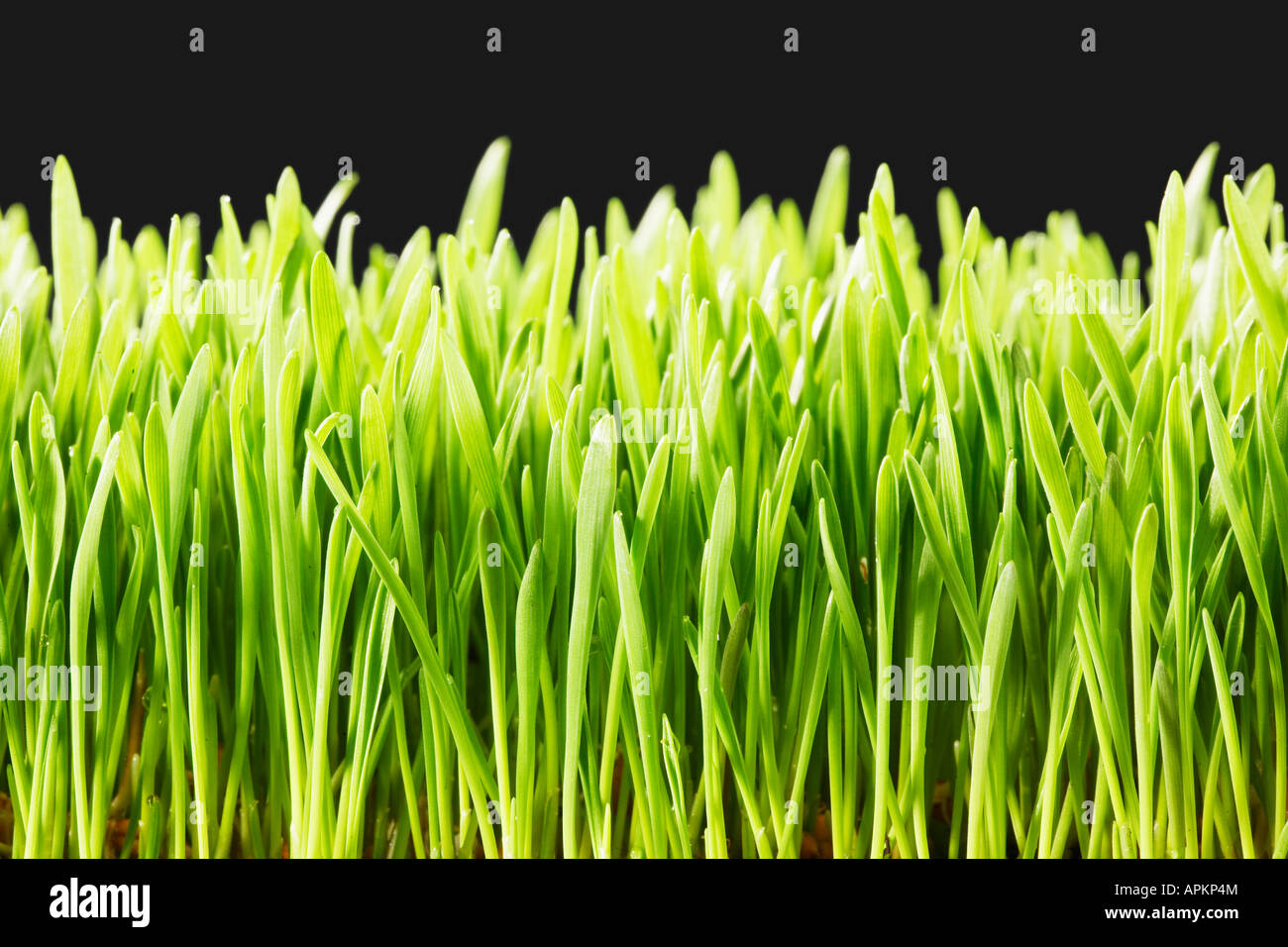 Wheatgrass shots hi-res stock photography and images - Alamy