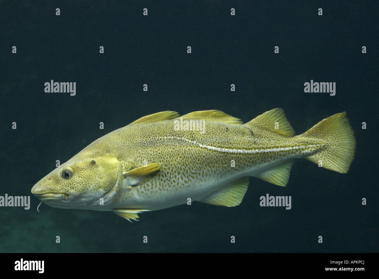 Atlantic cod underwater hi-res stock photography and images - Alamy
