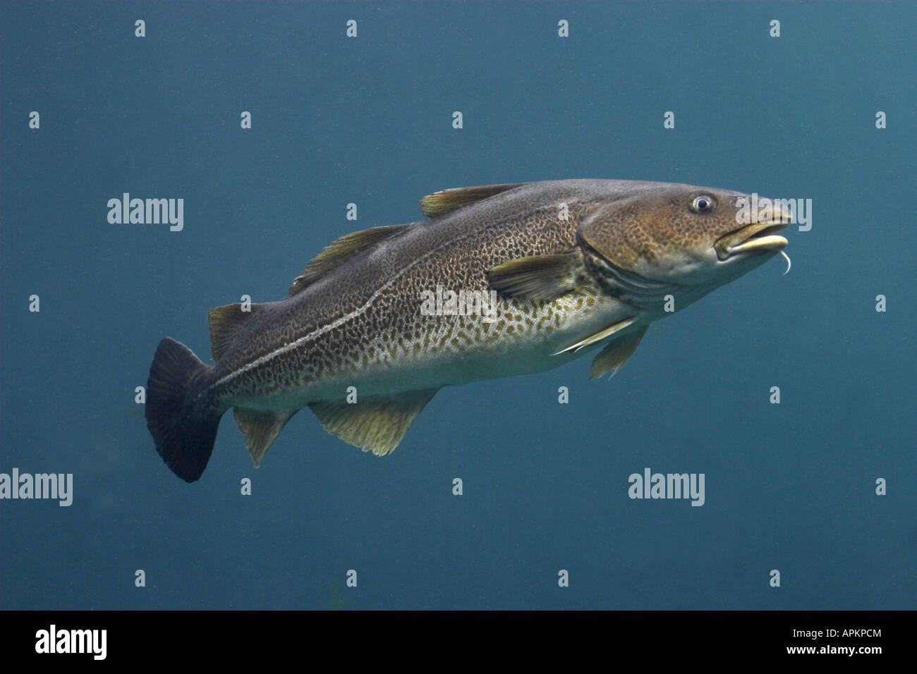 Atlantic Cod Underwater High Resolution Stock Photography and Images ...