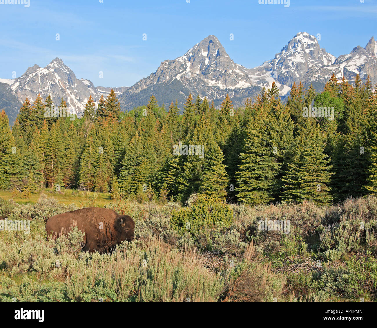 American bison, buffalo (Bison bison), buffalo in Tetons, USA, Wyoming ...