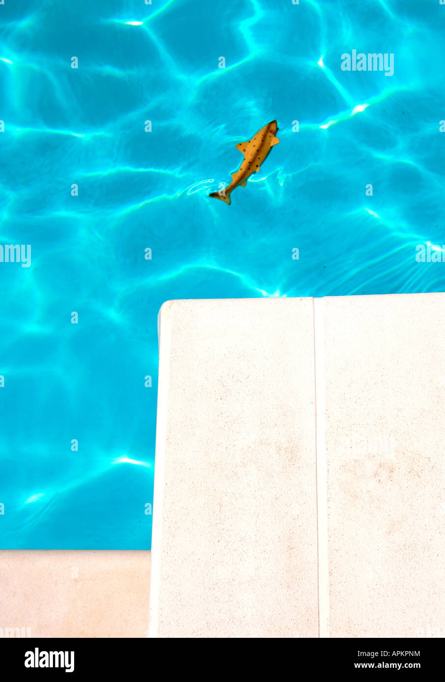 Toy shark in swimming pool Stock Photo - Alamy