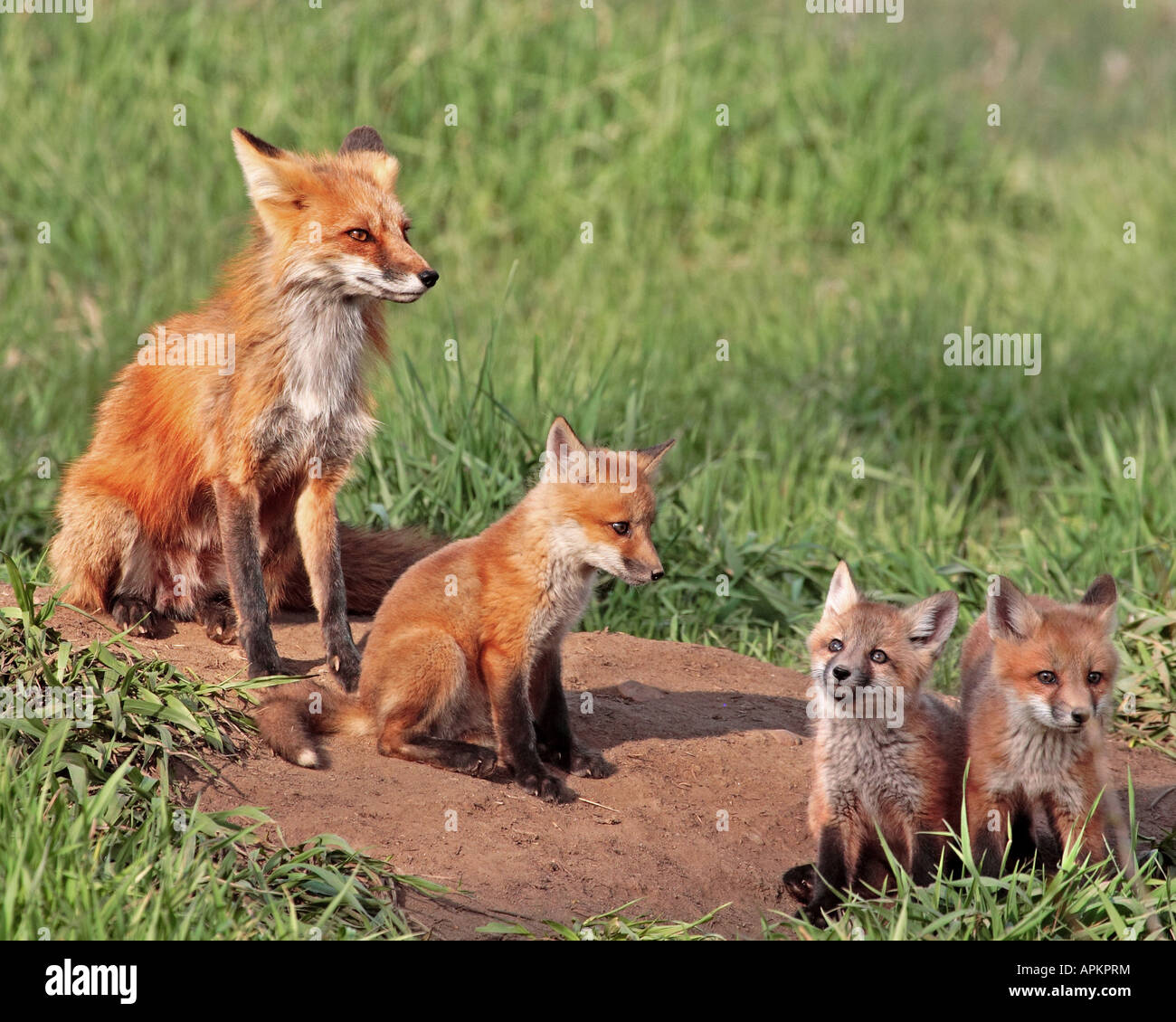 Brood den hi-res stock photography and images - Alamy