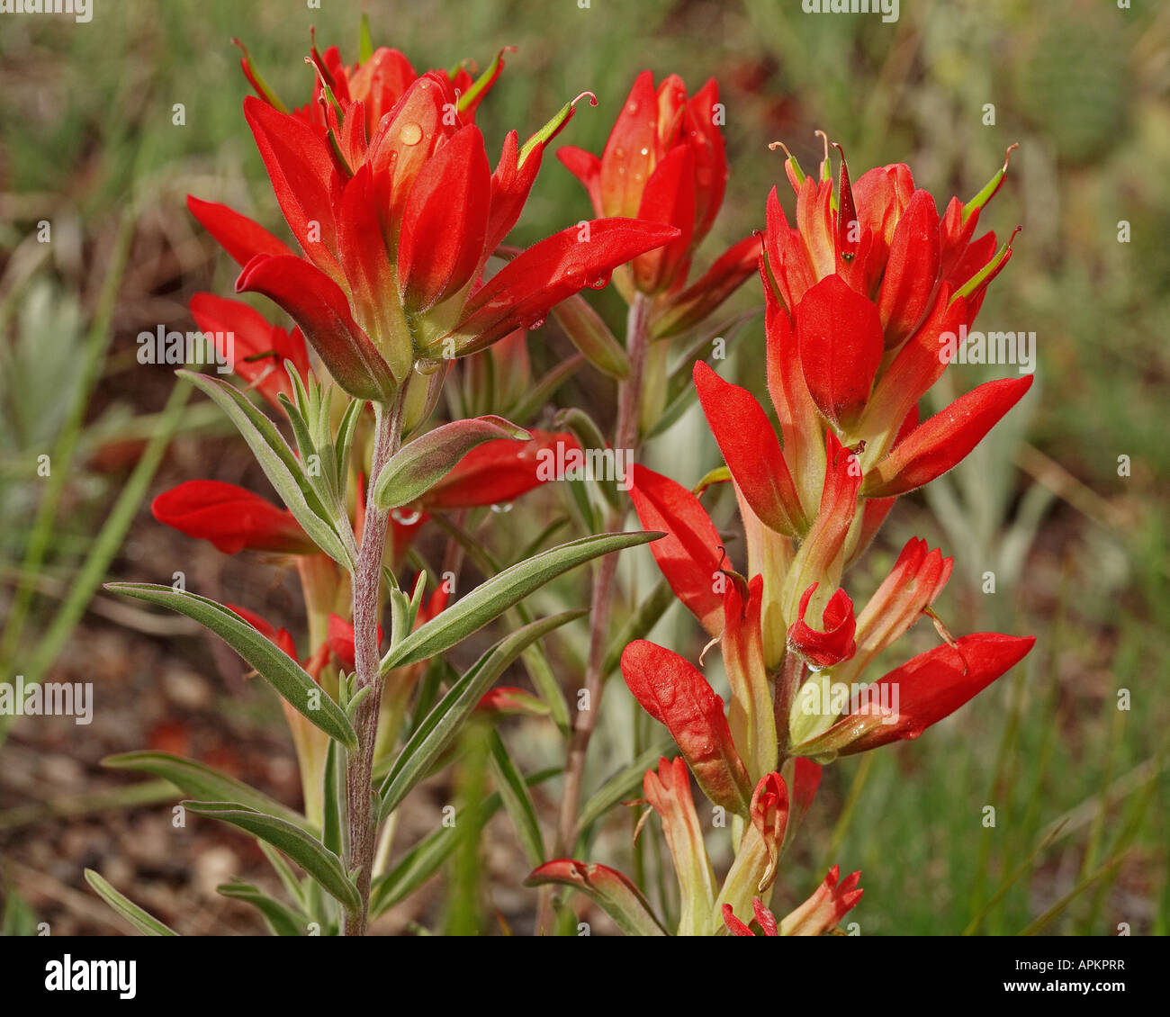 Scarlet Paintbrush, Indian Paintbrush, Great Red Paintbrush (Castilleja ...