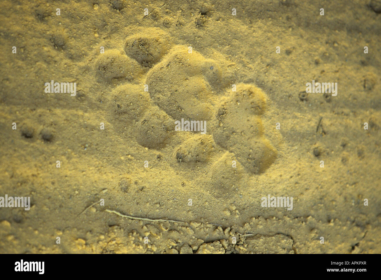 Bengal tiger (Panthera tigris tigris), track of a Bengal tiger Stock ...