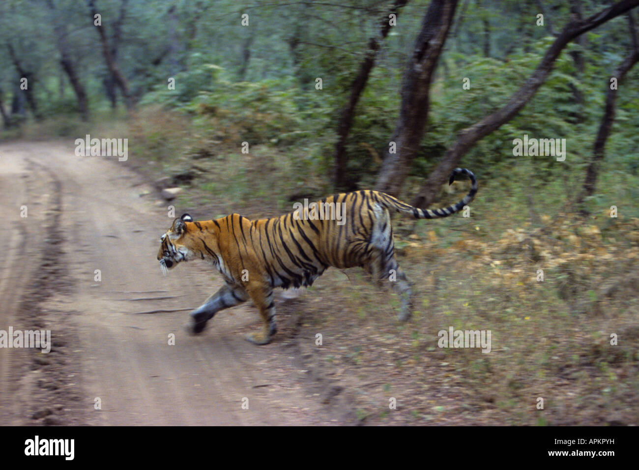 Tiger crossing the road hi-res stock photography and images - Alamy