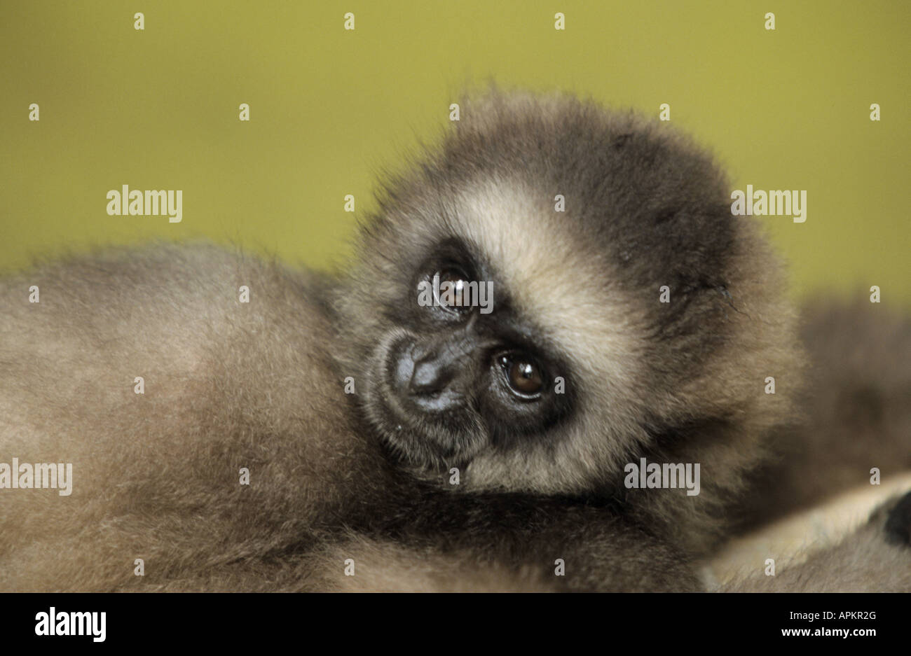 Gray gibbon muellers gibbon bornean hi-res stock photography and images ...