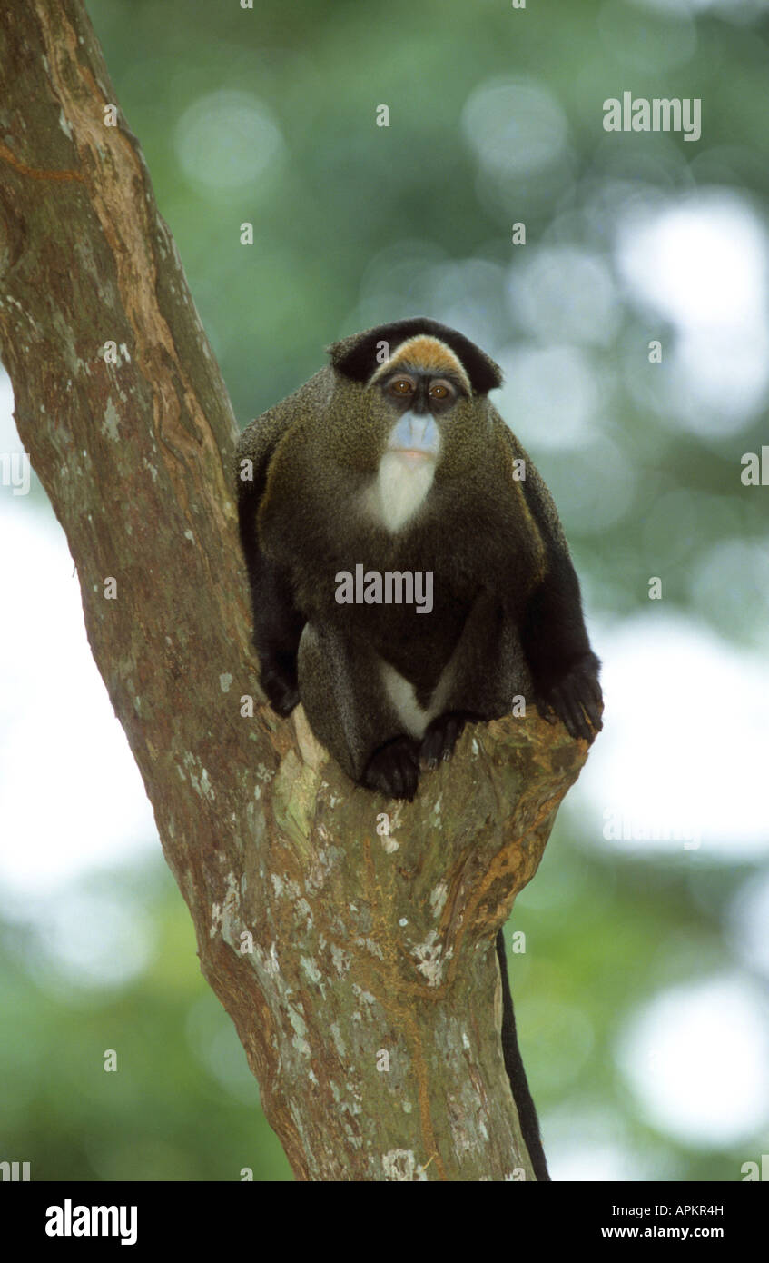 De Brazza's monkey (Cercopithecus neglectus), sitting on tree Stock ...