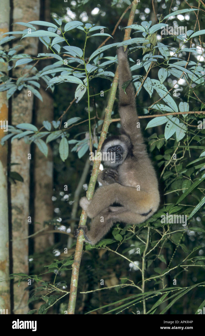gray gibbon, Mueller's gibbon, Bornean Gibbon (Hylobates muelleri ...