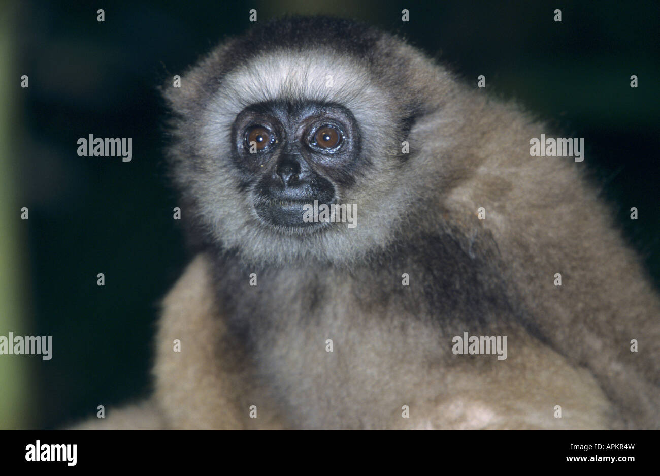 gray gibbon, Mueller's gibbon, Bornean Gibbon (Hylobates muelleri ...