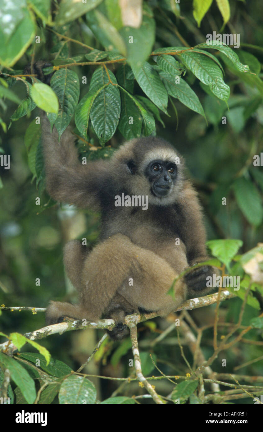 Gray gibbon muellers gibbon bornean hi-res stock photography and images ...