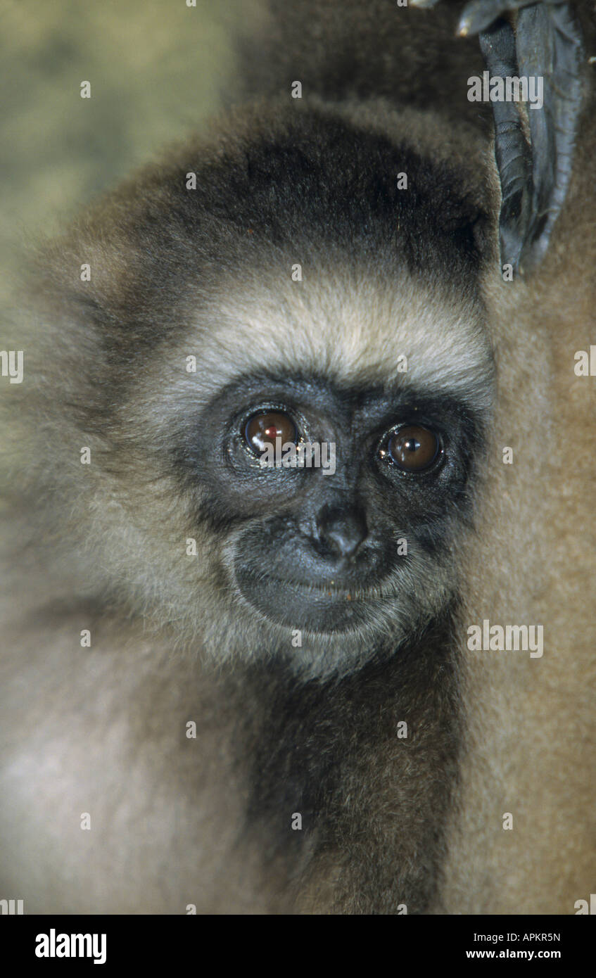 Gray gibbon muellers gibbon bornean hi-res stock photography and images ...