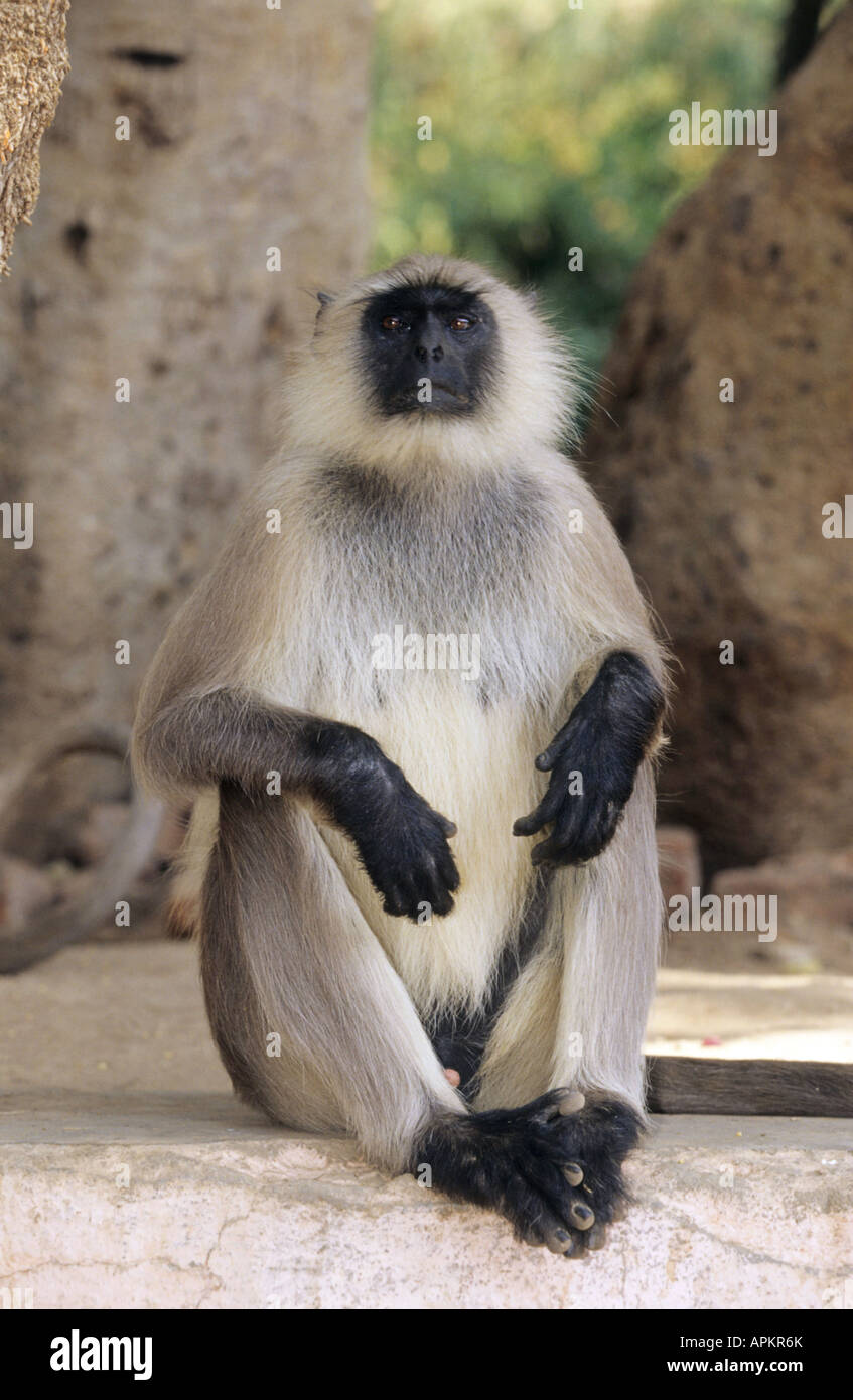 Hanuman langur, Hanuman monkey, Common Langur (Presbytis entellus ...