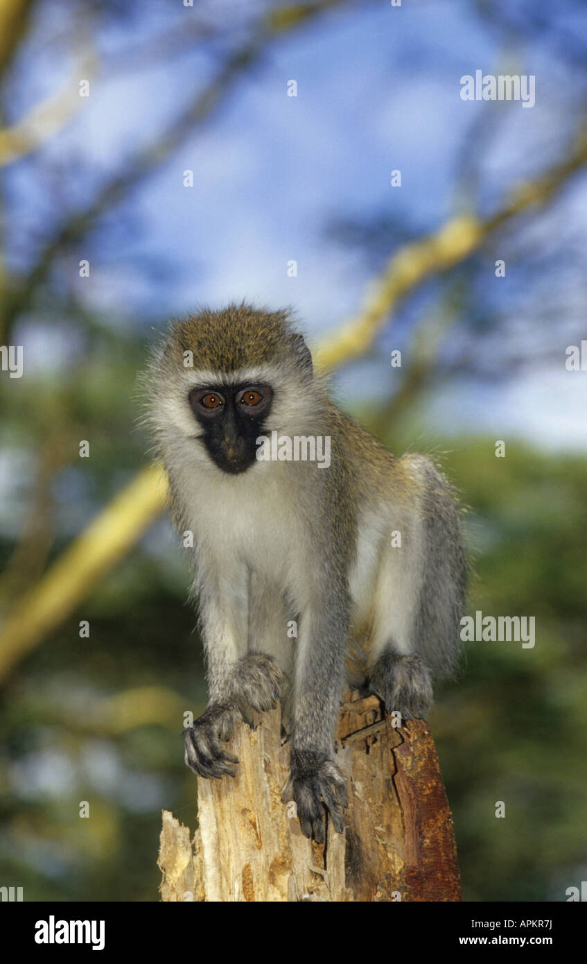 grivet monkey, savanna monkey, green monkey, Vervet monkey ...